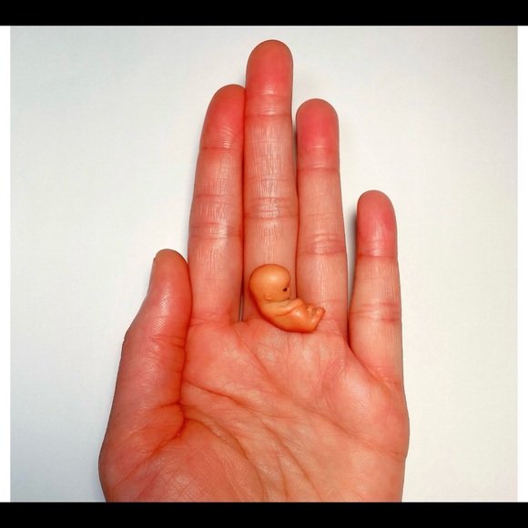 Toys | 9 Week Baby Embryo Stage Of Fetal Development Keepsake Baby Loss ...